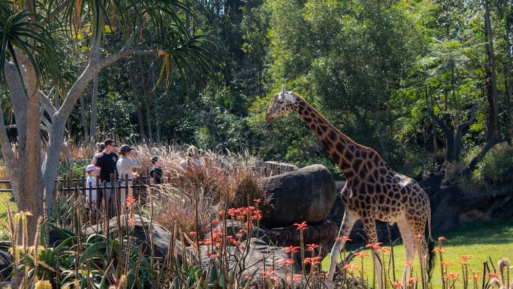 Brisbane to Noosa drive: A road trip itinerary | Field Notes: The Turo ...