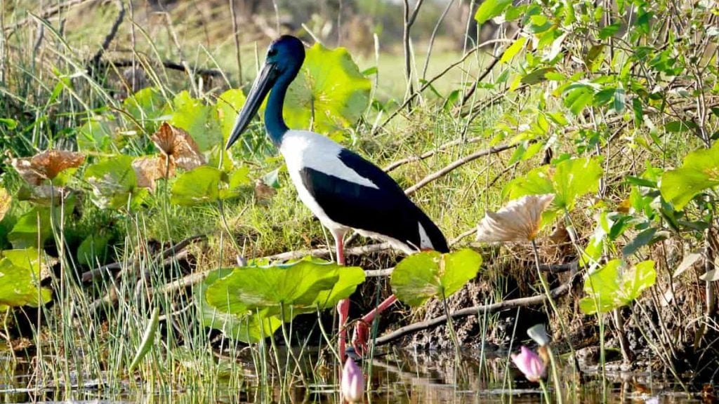 The best day trips from Darwin | Field Notes: Turo Australia