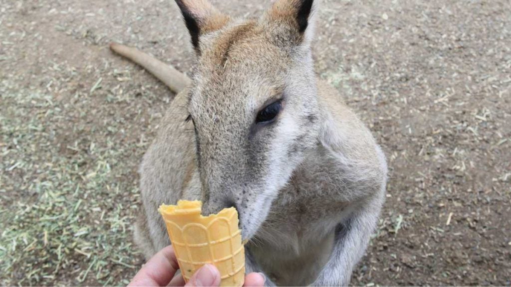 Sydney to Coffs Harbour road trip: Drive guide | Turo AU