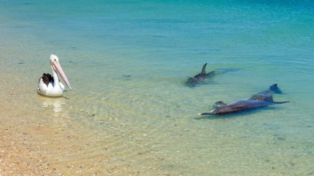 Perth to Monkey Mia road trip: The ultimate drive guid