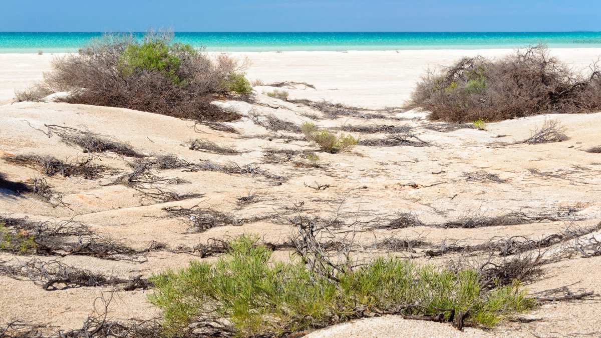 Perth to Monkey Mia road trip: The ultimate drive guid