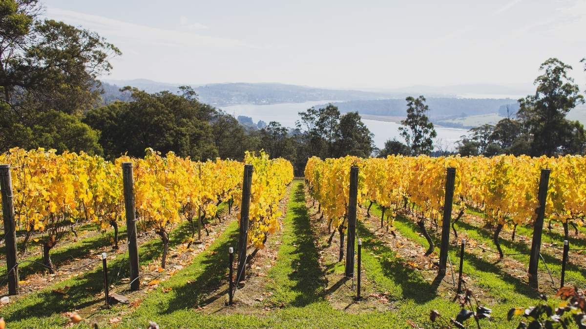 The perfect Tasmania road trip: A complete guide | Turo AU