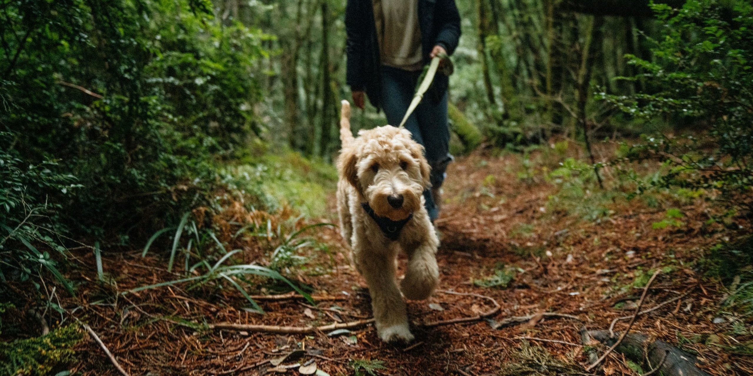 How to travel with a dog or cat | Turo Field Notes