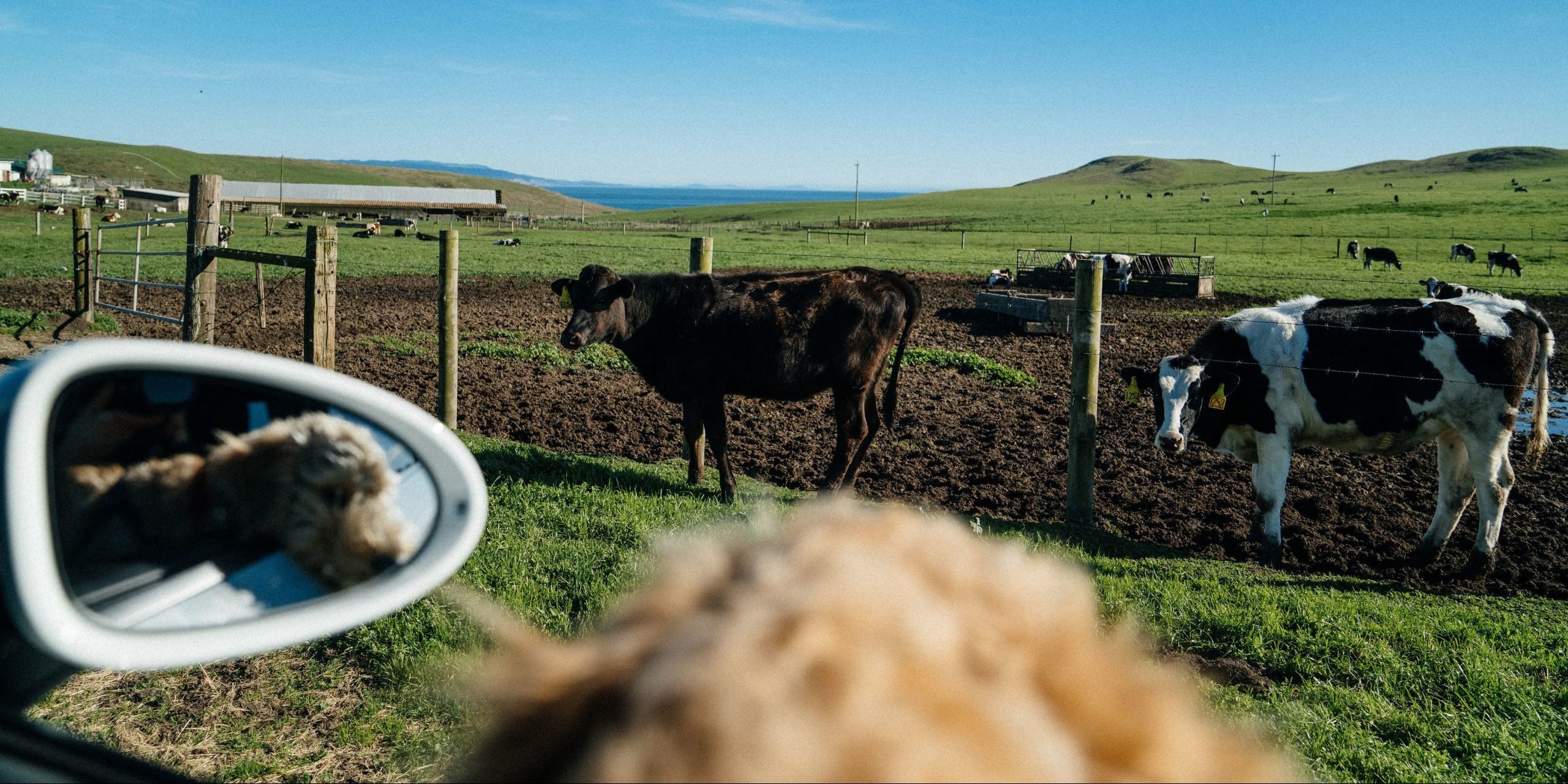 How to travel with a dog or cat | Turo Field Notes