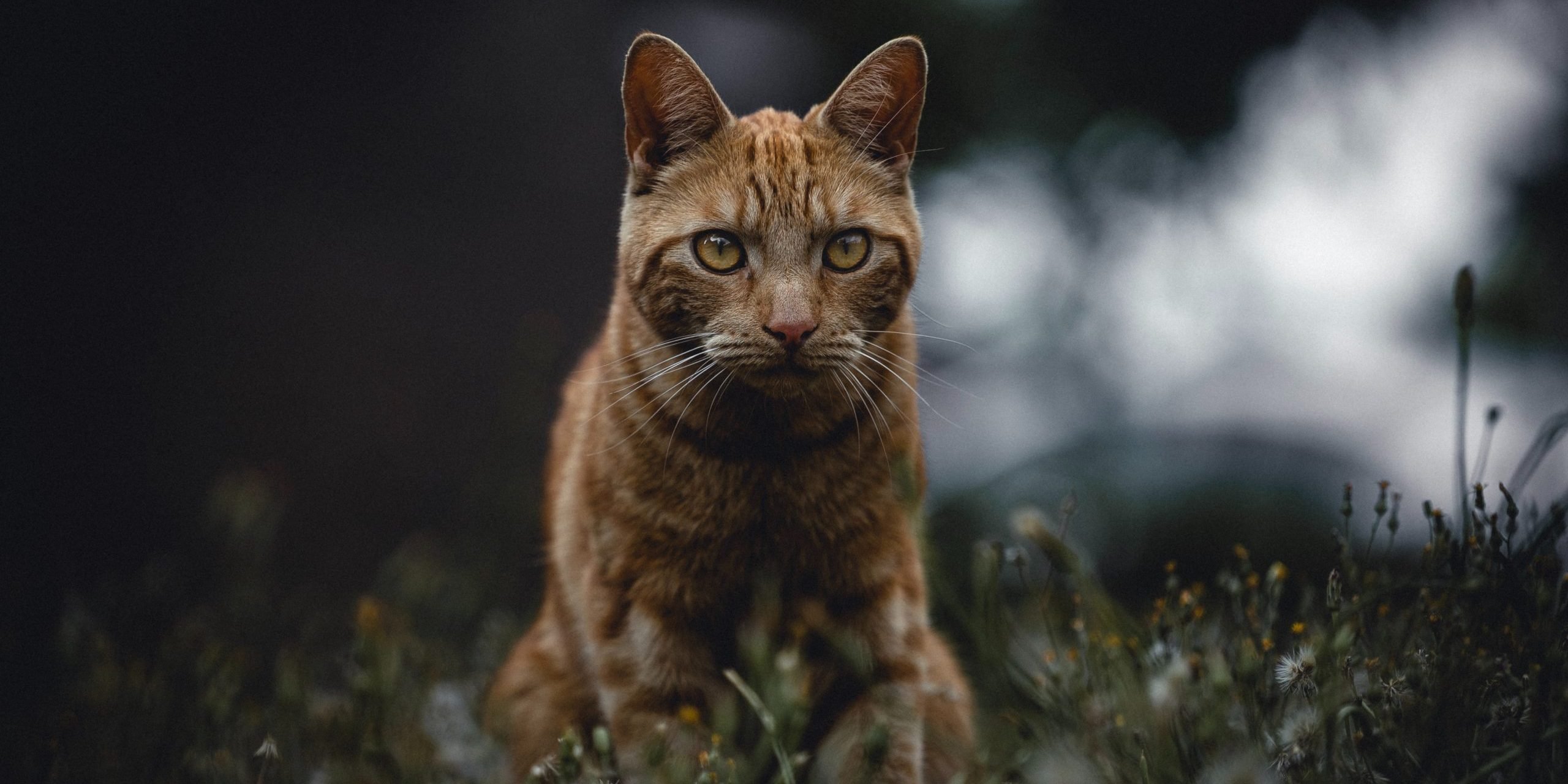 How to travel with a dog or cat | Turo Field Notes