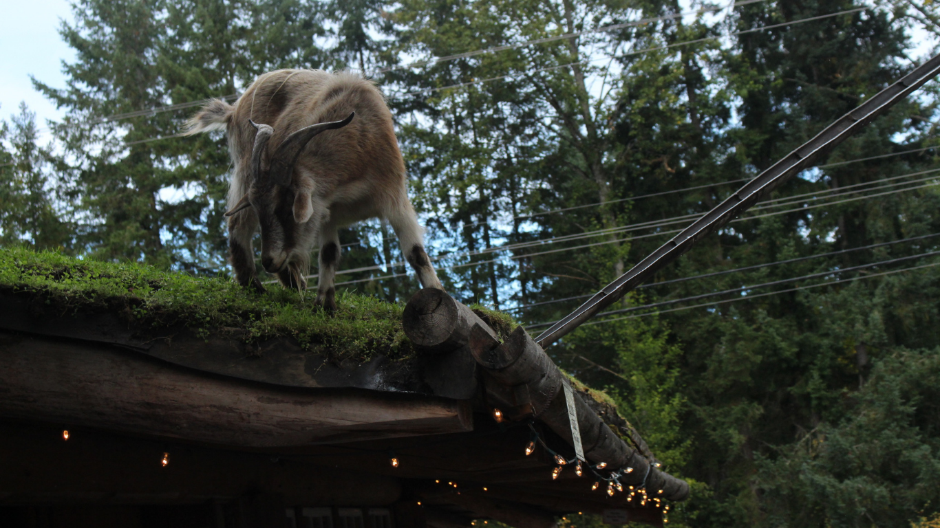 Victoria to Tofino drive: The ultimate road trip guide | Turo
