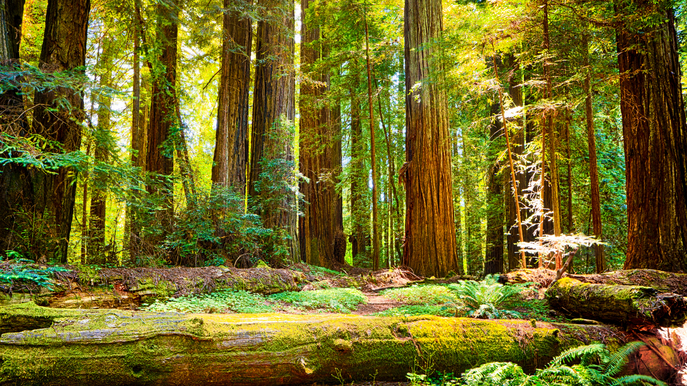 Vancouver to San Francisco drive: The ultimate road trip guide | Field ...