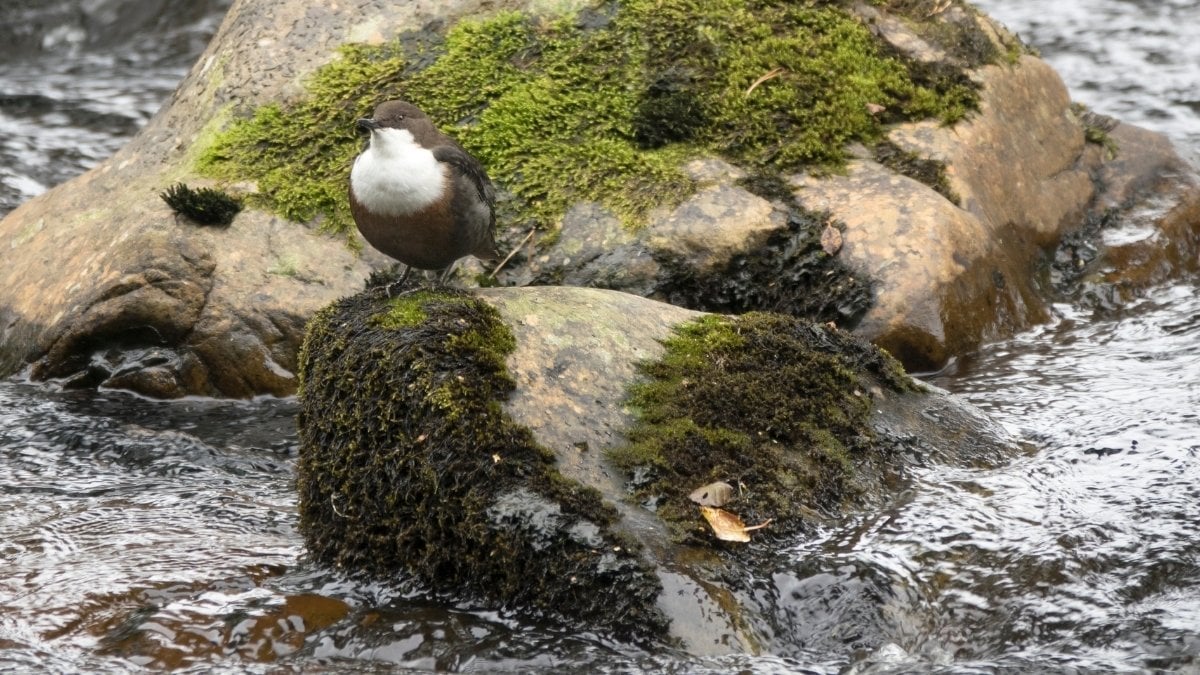 Driving Scotland's Snow Roads Scenic Route | Turo UK
